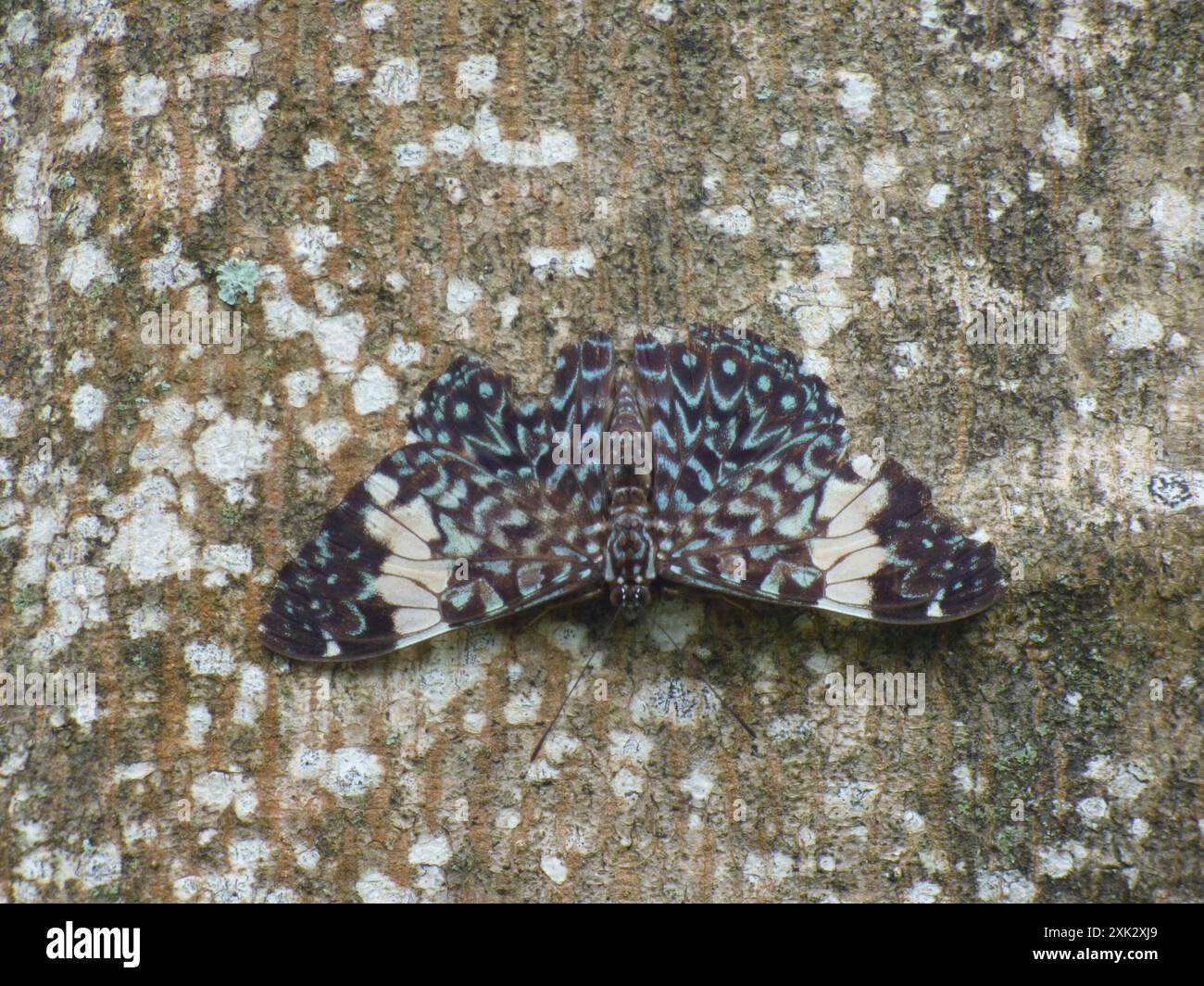 Red Cracker (Hamadryas amphinome) Insecta Stock Photo - Alamy