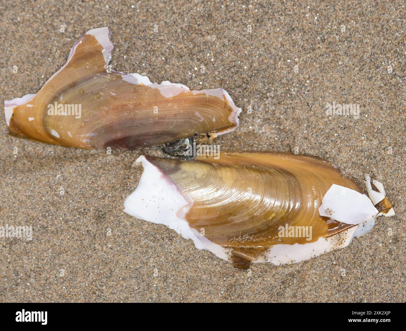 Pacific Razor Clam (Siliqua patula) Mollusca Stock Photo - Alamy