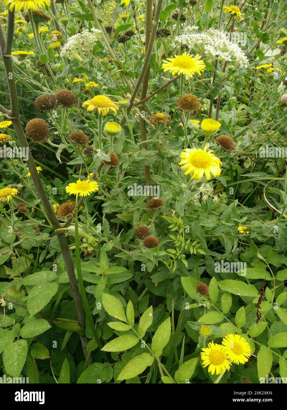 Common Fleabane (Pulicaria dysenterica) Plantae Stock Photo - Alamy