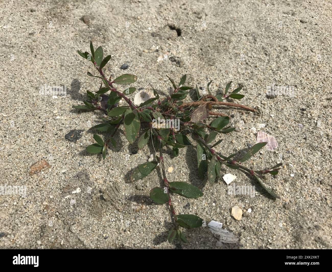 Prostrate Knotweed (Polygonum aviculare) Plantae Stock Photo - Alamy