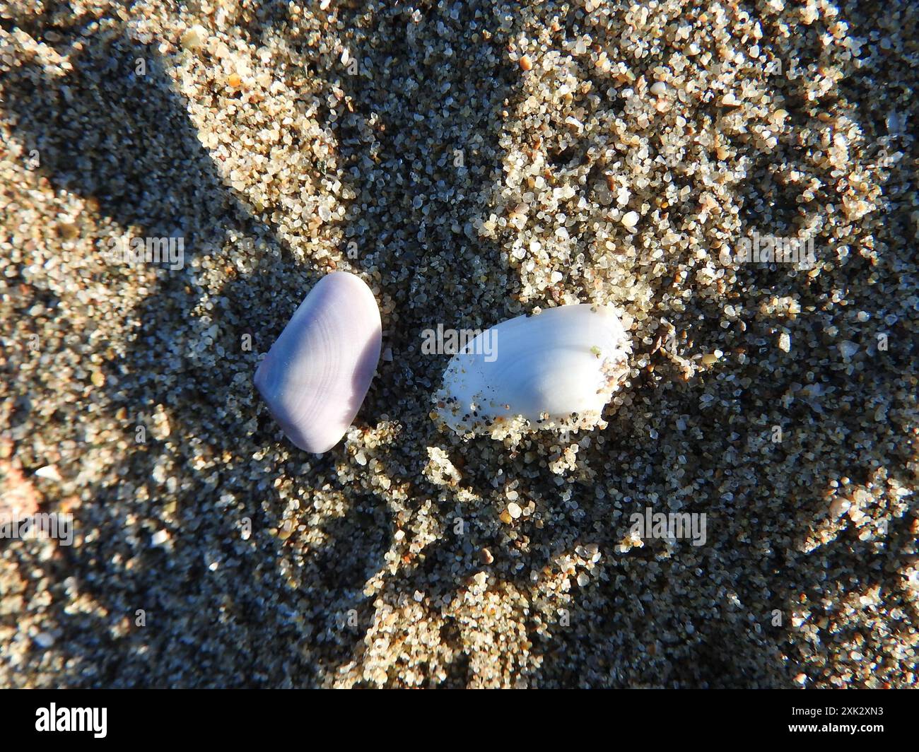 Wedge Clam (Donax trunculus) Mollusca Stock Photo - Alamy
