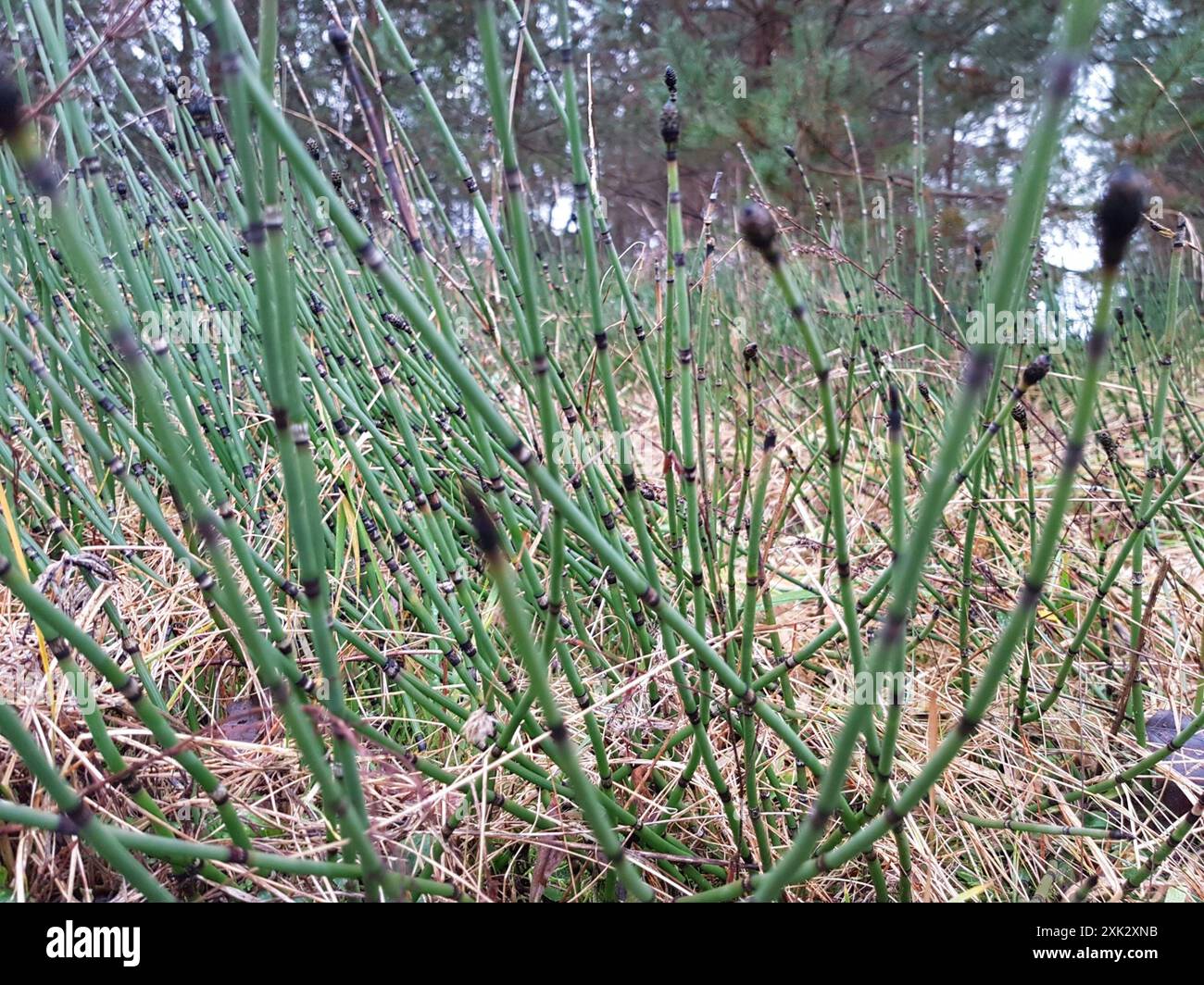 rough horsetail (Equisetum hyemale) Plantae Stock Photo - Alamy
