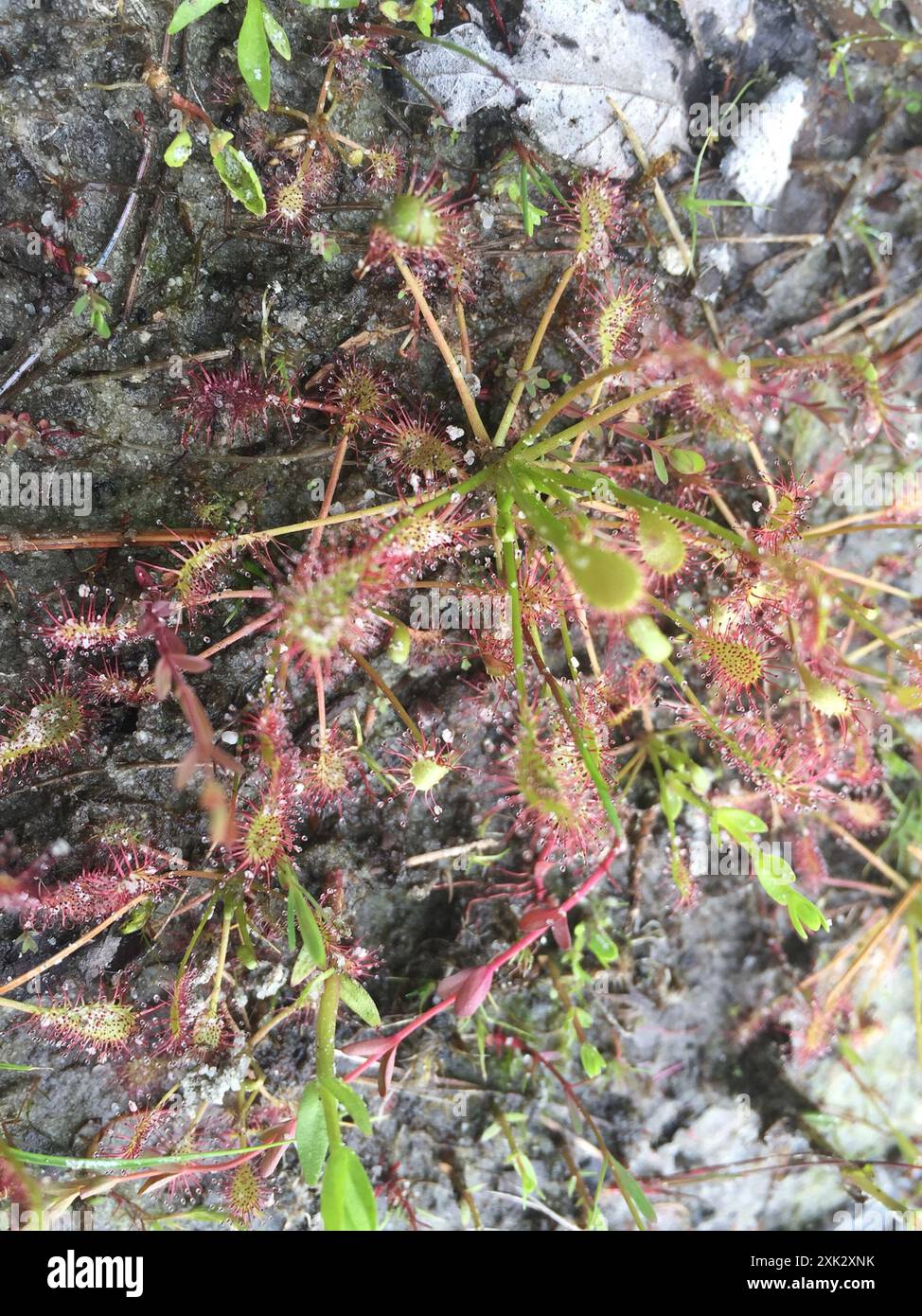 spoonleaf sundew (Drosera intermedia) Plantae Stock Photo - Alamy