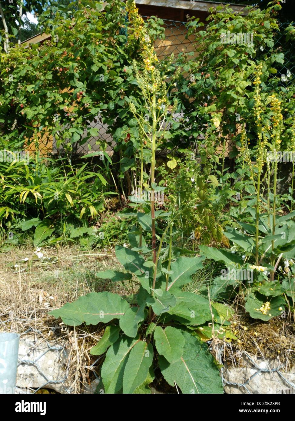 Dark Mullein (Verbascum nigrum) Plantae Stock Photo - Alamy