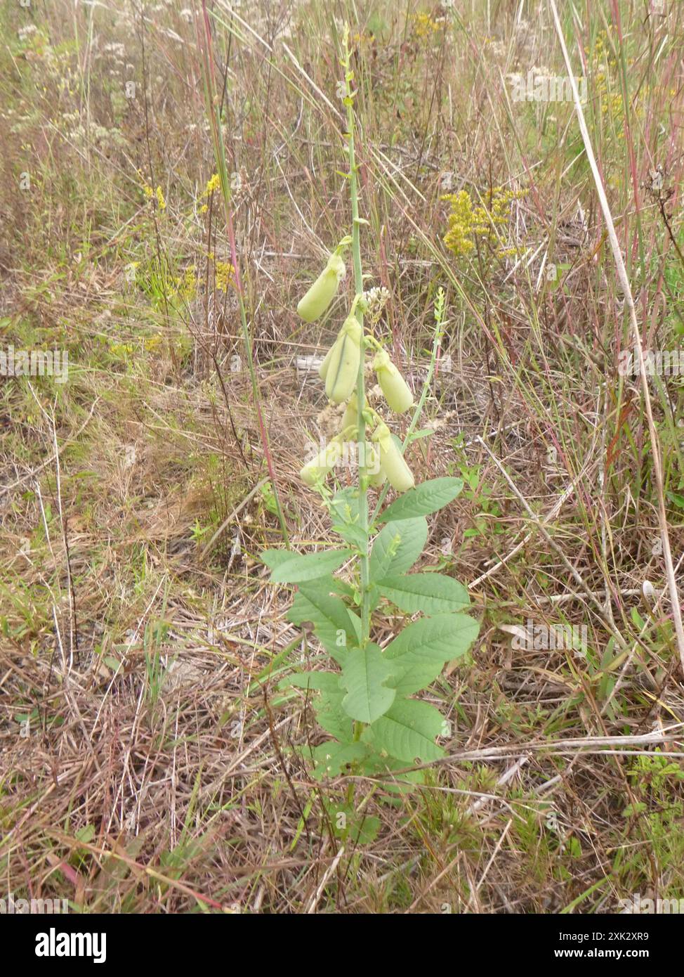 Showy Rattlebox (Crotalaria spectabilis) Plantae Stock Photo - Alamy