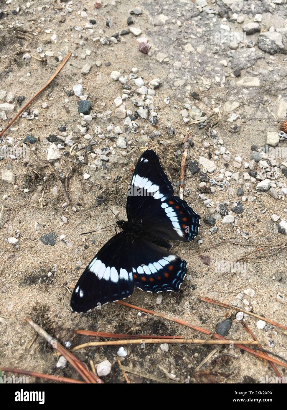 American White Admiral (Limenitis arthemis arthemis) Insecta Stock ...