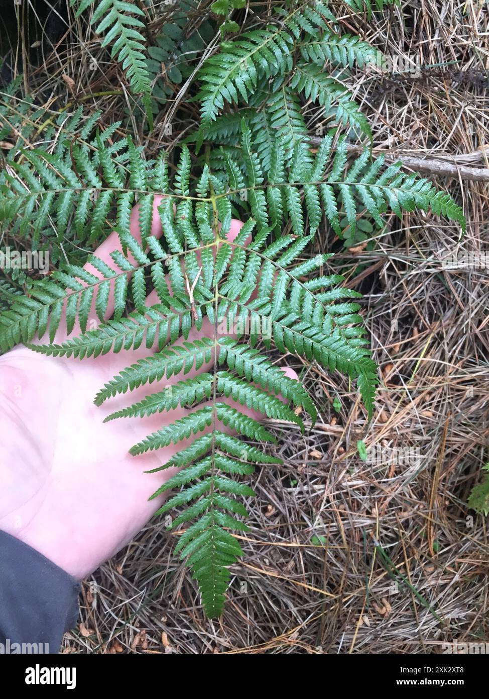 scaly tree ferns (Cyathea) Plantae Stock Photo - Alamy