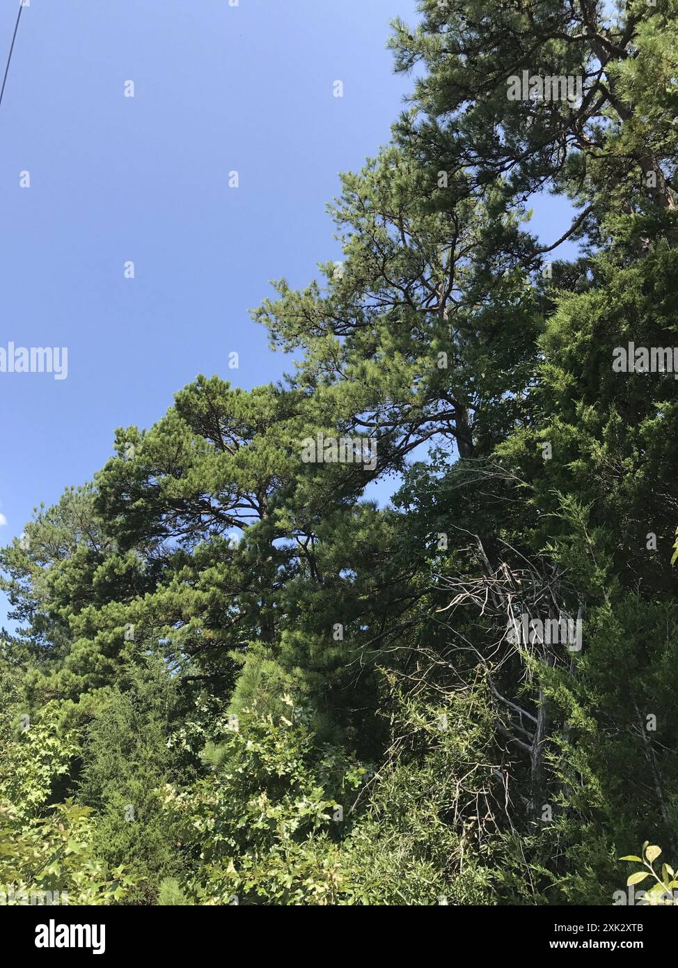 shortleaf pine (Pinus echinata) Plantae Stock Photo - Alamy