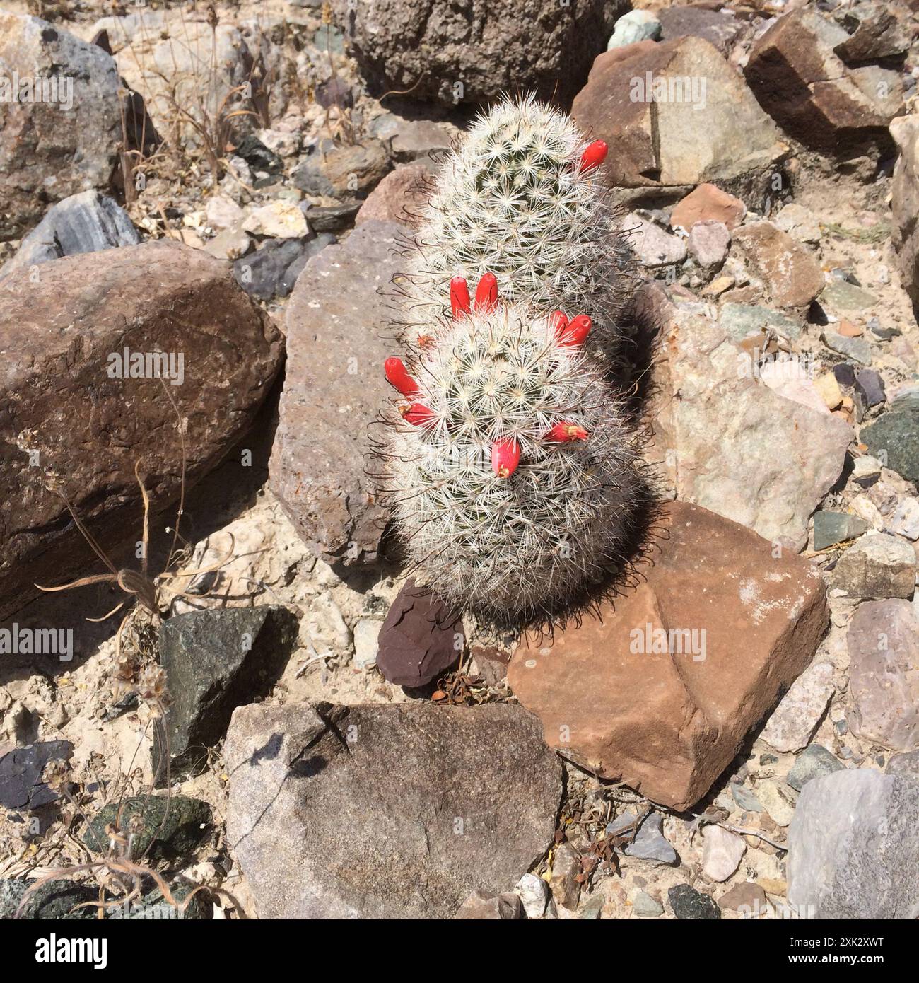 Common Fishhook Cactus (Cochemiea tetrancistra) Plantae Stock Photo - Alamy