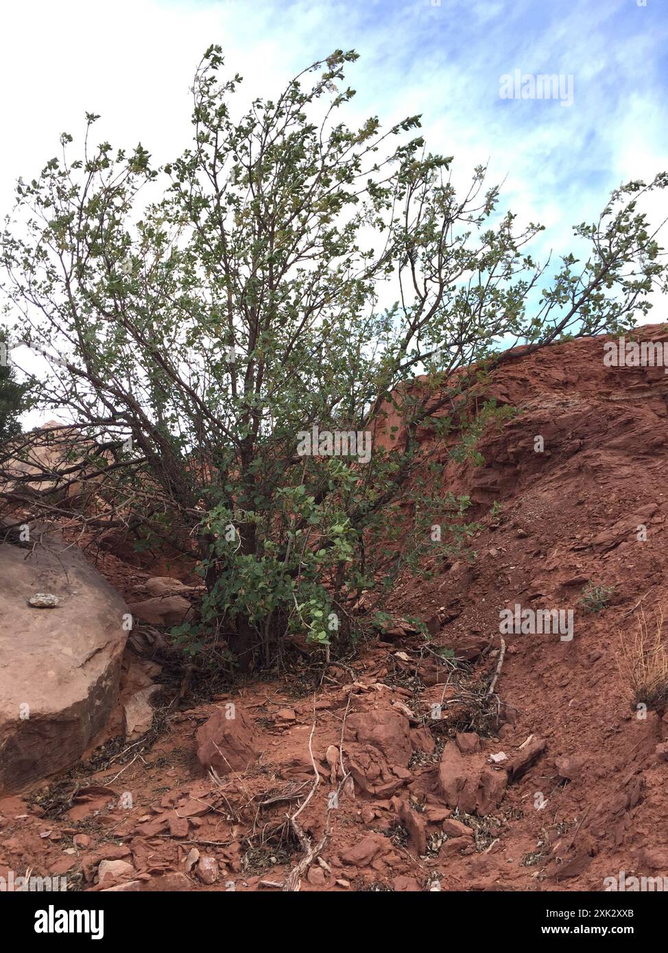 single-leaf ash (Fraxinus anomala) Plantae Stock Photo - Alamy