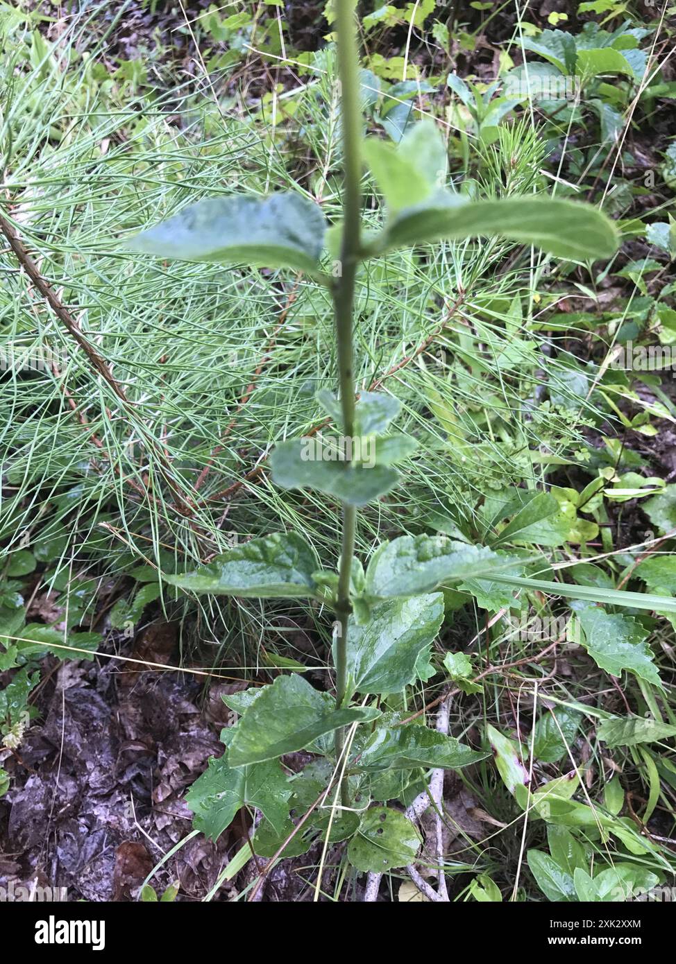 smaller white snakeroot (Ageratina aromatica) Plantae Stock Photo - Alamy