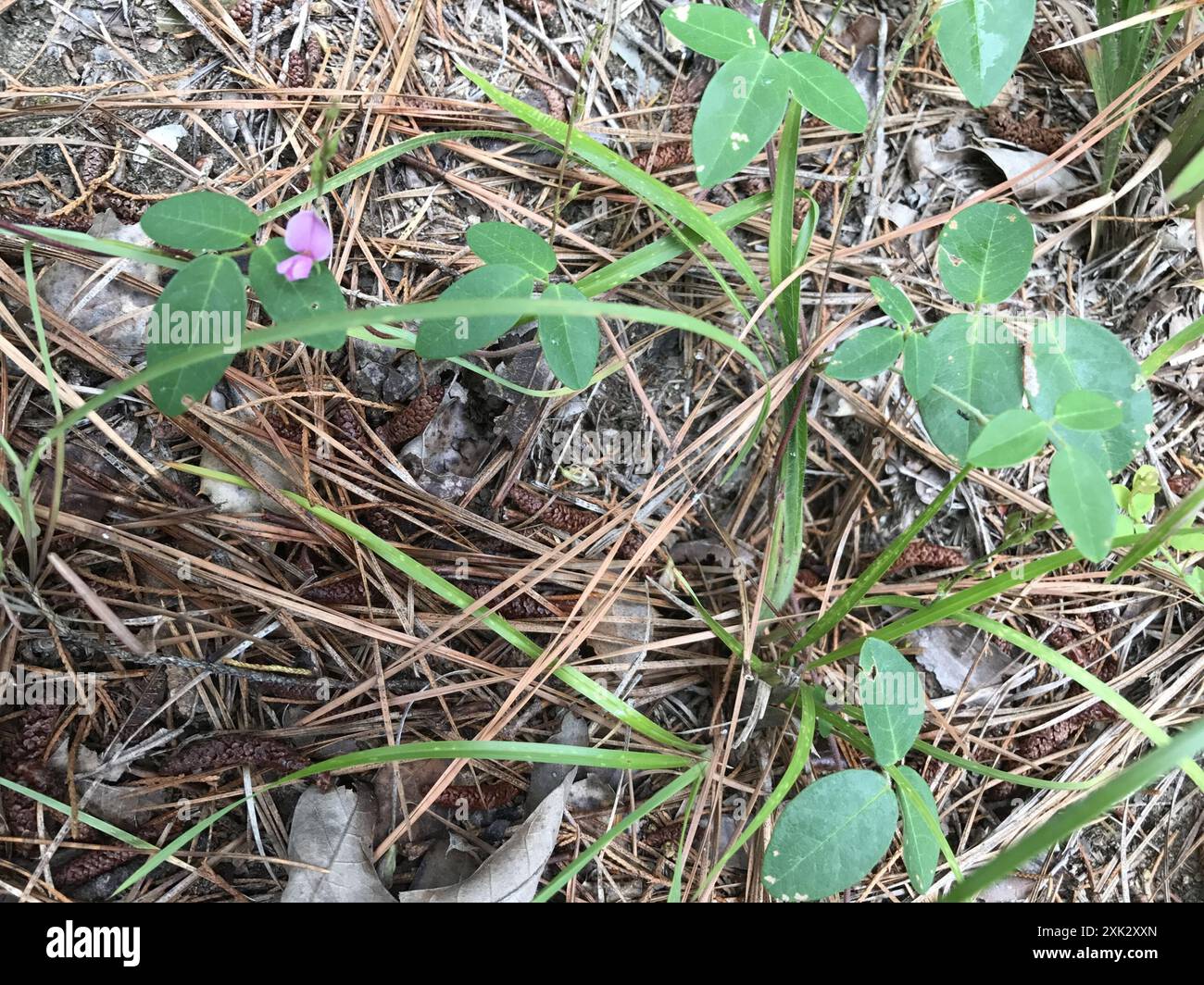 eastern milk-pea (Galactia regularis) Plantae Stock Photo - Alamy