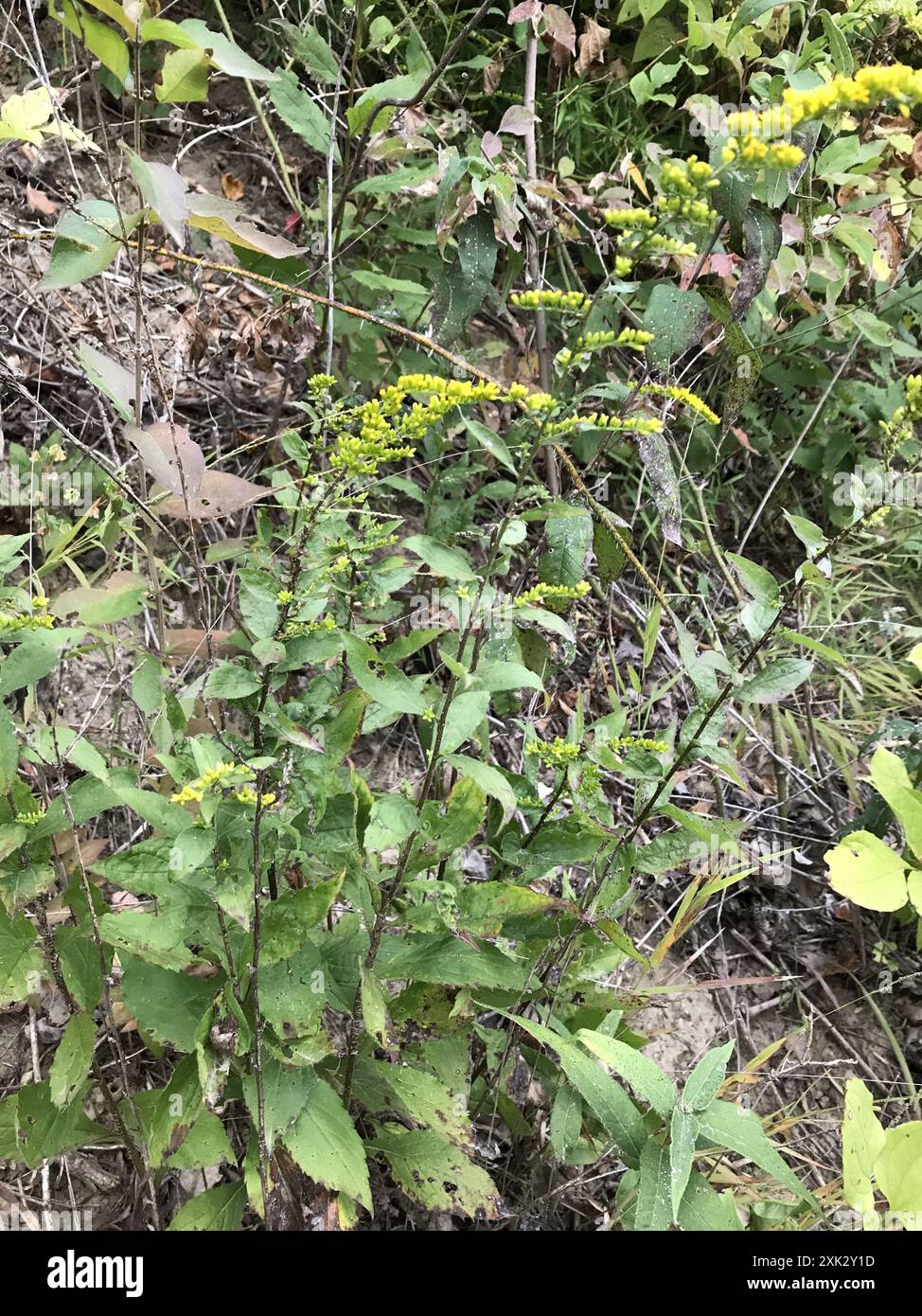 common wrinkle-leaved goldenrod (Solidago rugosa) Plantae Stock Photo ...