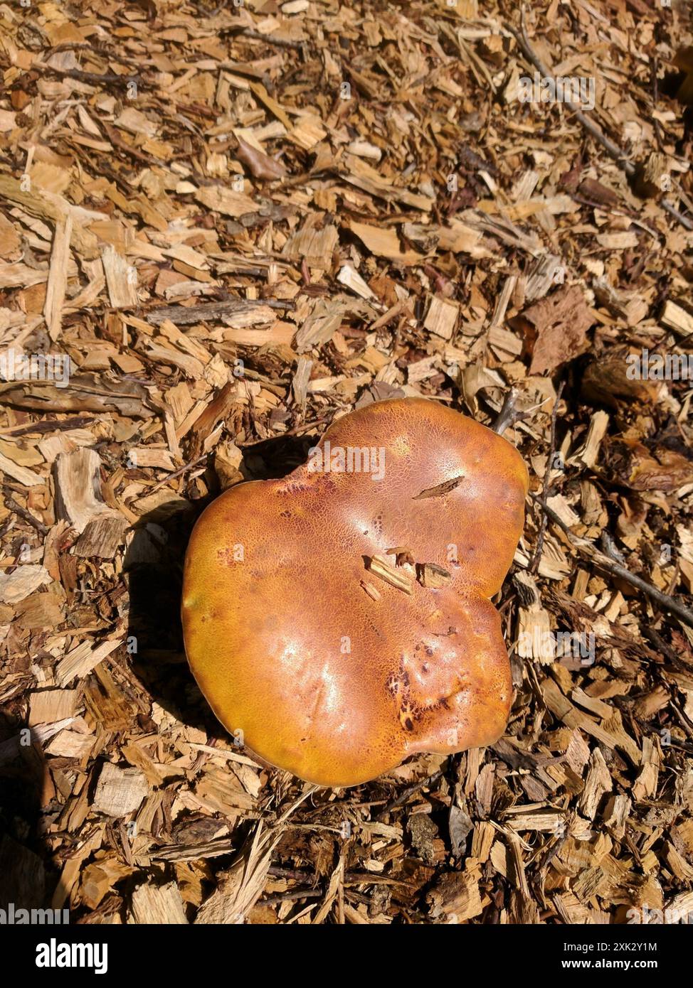 ash-tree bolete (Boletinellus merulioides) Fungi Stock Photo - Alamy
