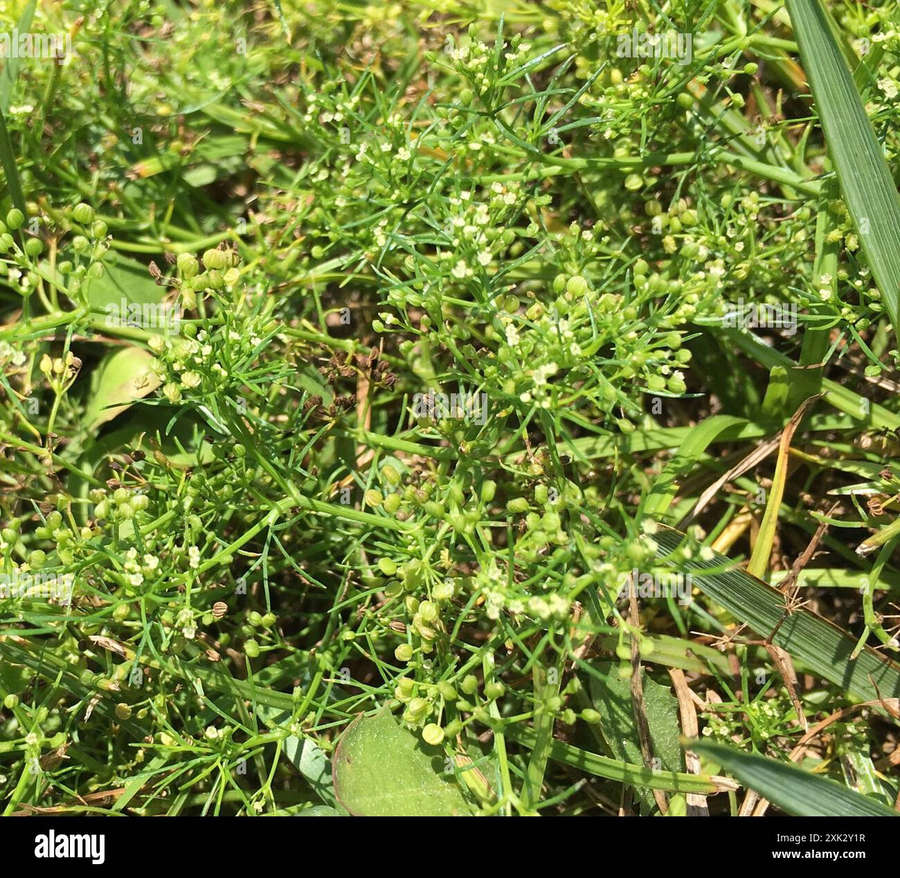 Marsh parsley (Cyclospermum leptophyllum) Plantae Stock Photo - Alamy