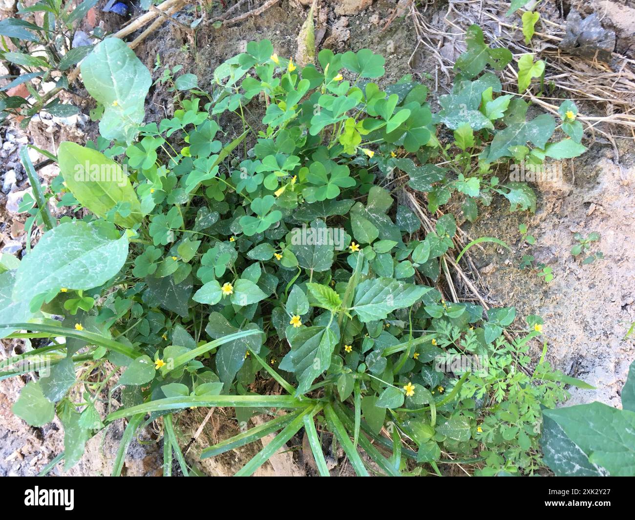 straggler daisy (Calyptocarpus vialis) Plantae Stock Photo - Alamy