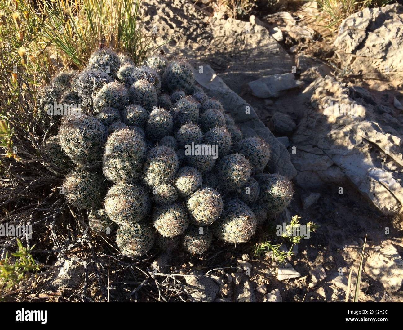 Whitecolumn Foxtail Cactus (Escobaria tuberculosa) Plantae Stock Photo ...