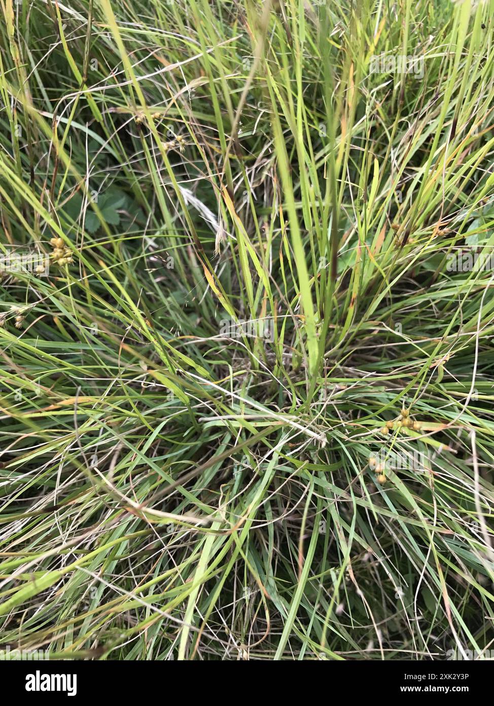Flattened Oatgrass (Danthonia compressa) Plantae Stock Photo - Alamy