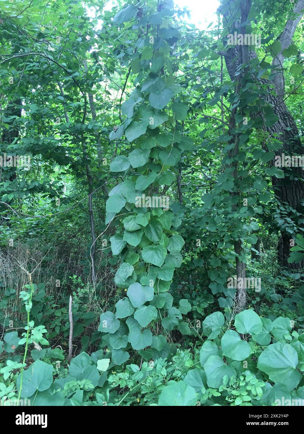 moonseed (Menispermum canadense) Plantae Stock Photo - Alamy