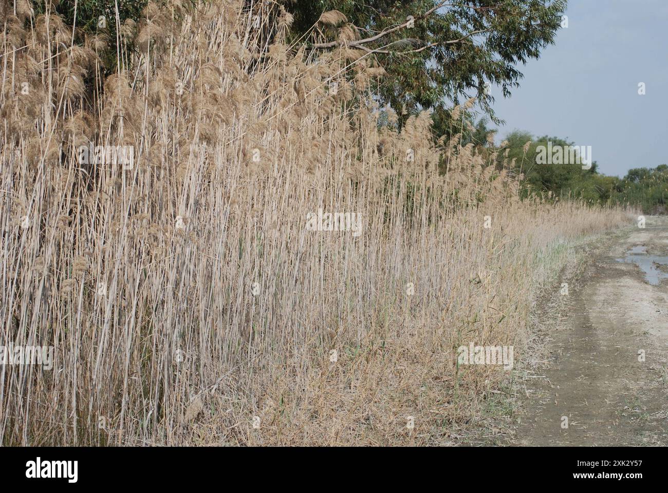 common reed (Phragmites australis) Plantae Stock Photo - Alamy