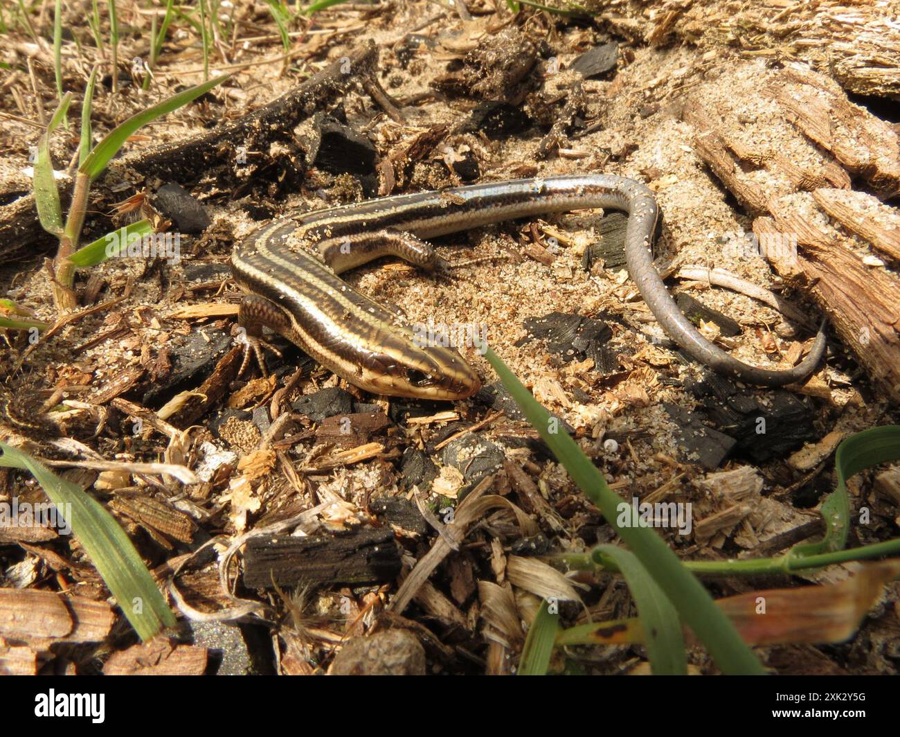 Common Five-lined Skink (Plestiodon fasciatus) Reptilia Stock Photo - Alamy
