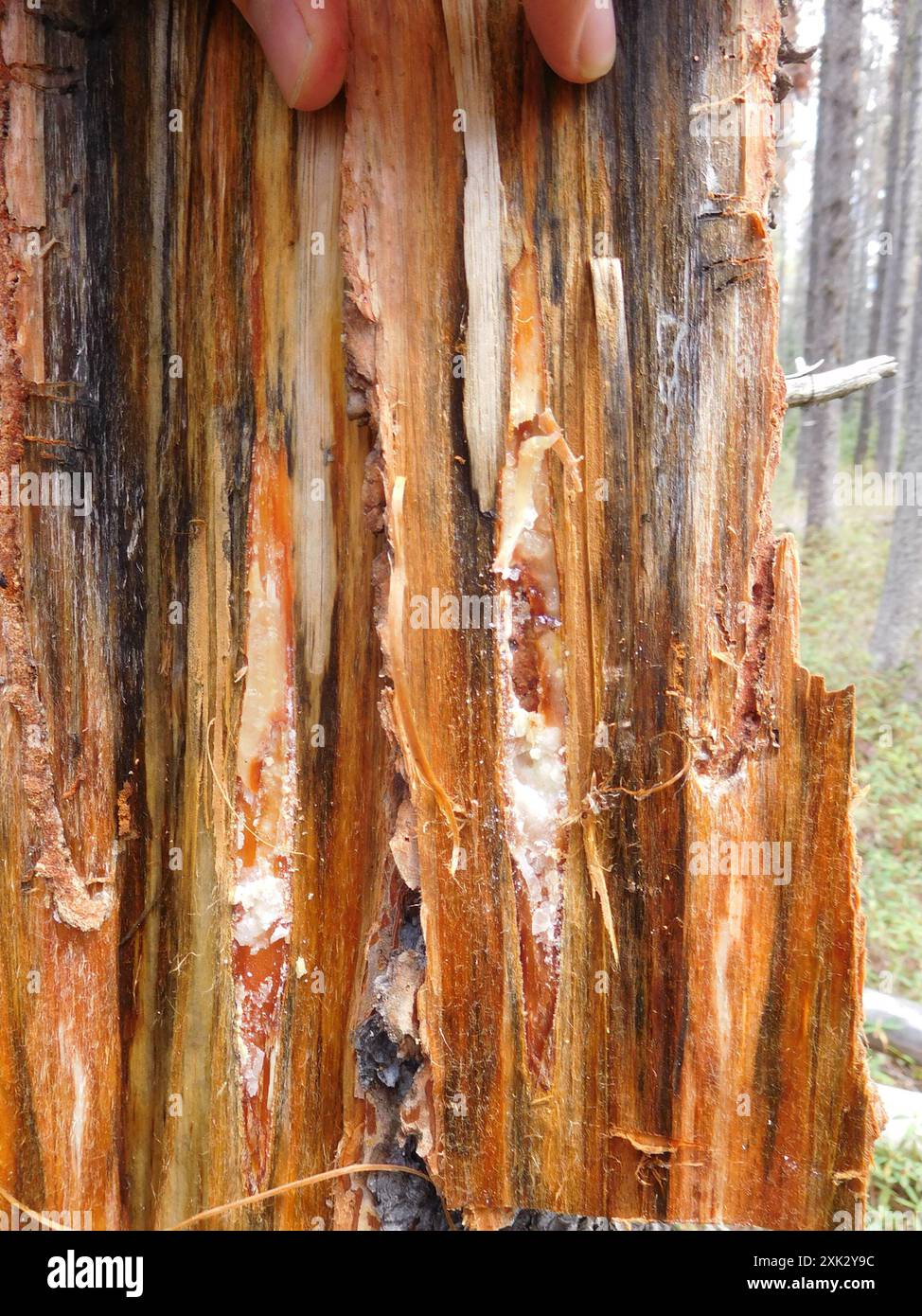 Grosmannia clavigera hi-res stock photography and images - Alamy