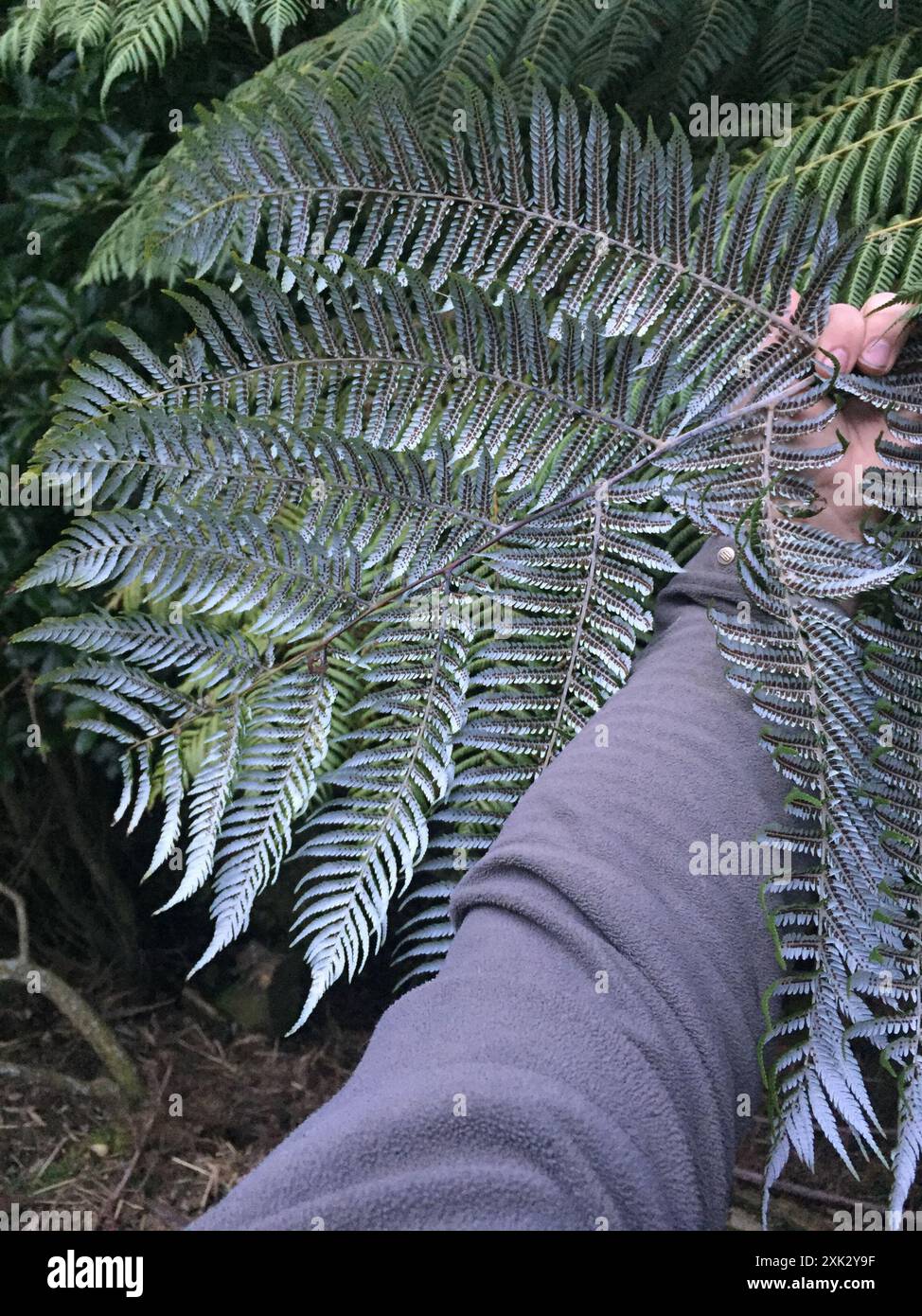 silver fern (Cyathea dealbata) Plantae Stock Photo - Alamy