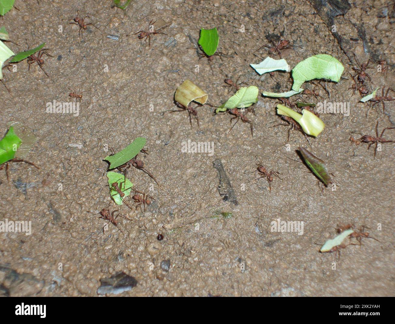 Hairy-headed leafcutter ant (Atta cephalotes) Insecta Stock Photo - Alamy