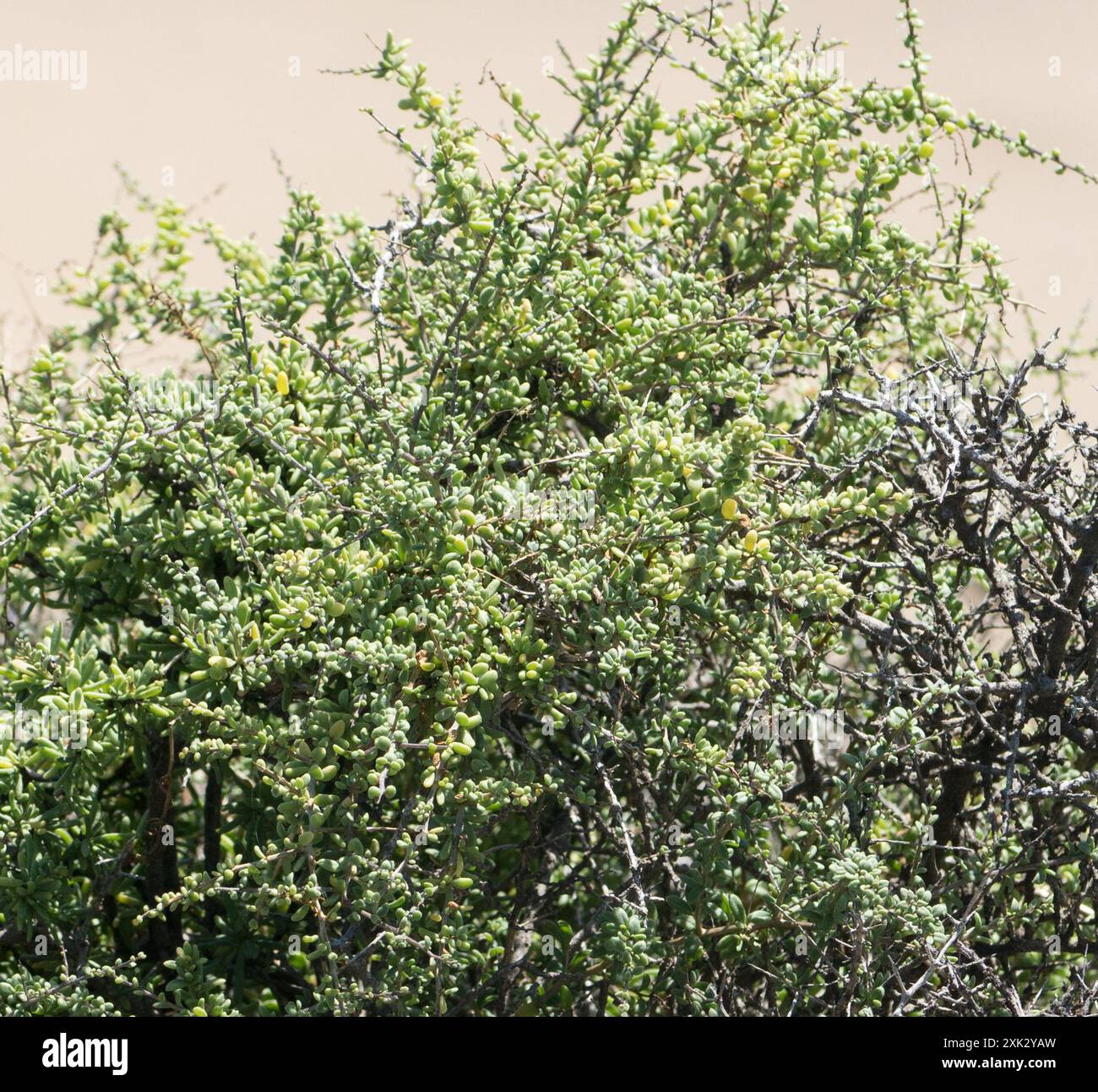 California boxthorn (Lycium californicum) Plantae Stock Photo - Alamy