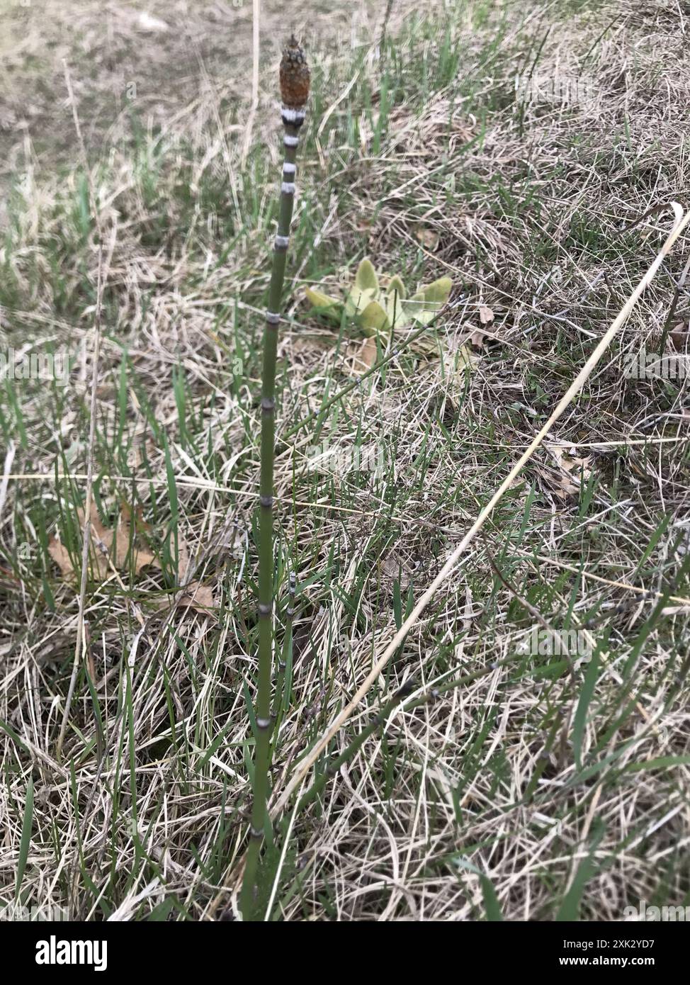 rough horsetail (Equisetum hyemale) Plantae Stock Photo - Alamy
