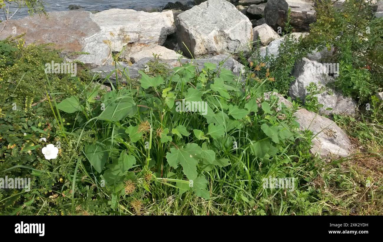 swamp rose mallow (Hibiscus moscheutos) Plantae Stock Photo - Alamy