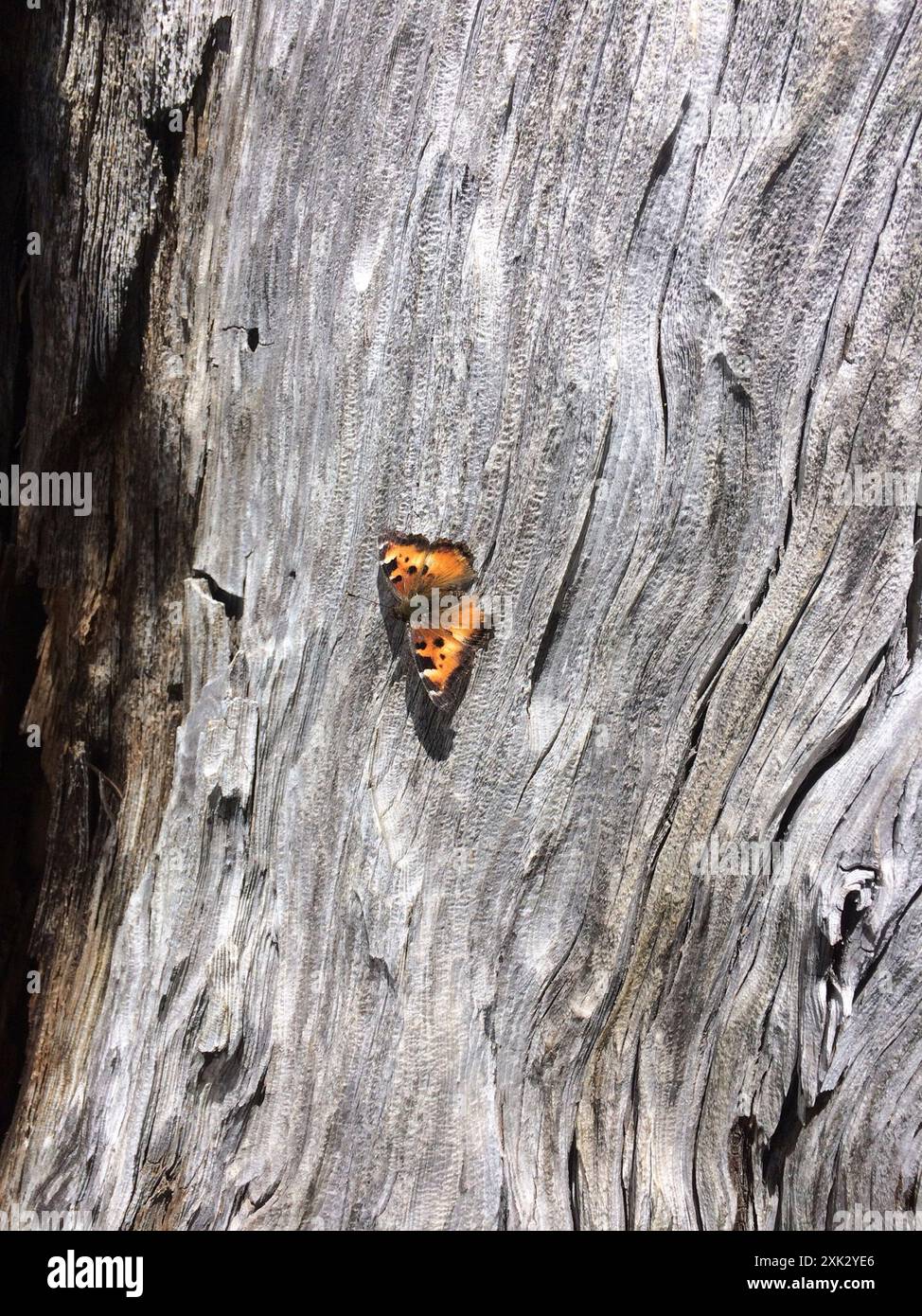 California Tortoiseshell (Nymphalis californica) Insecta Stock Photo ...