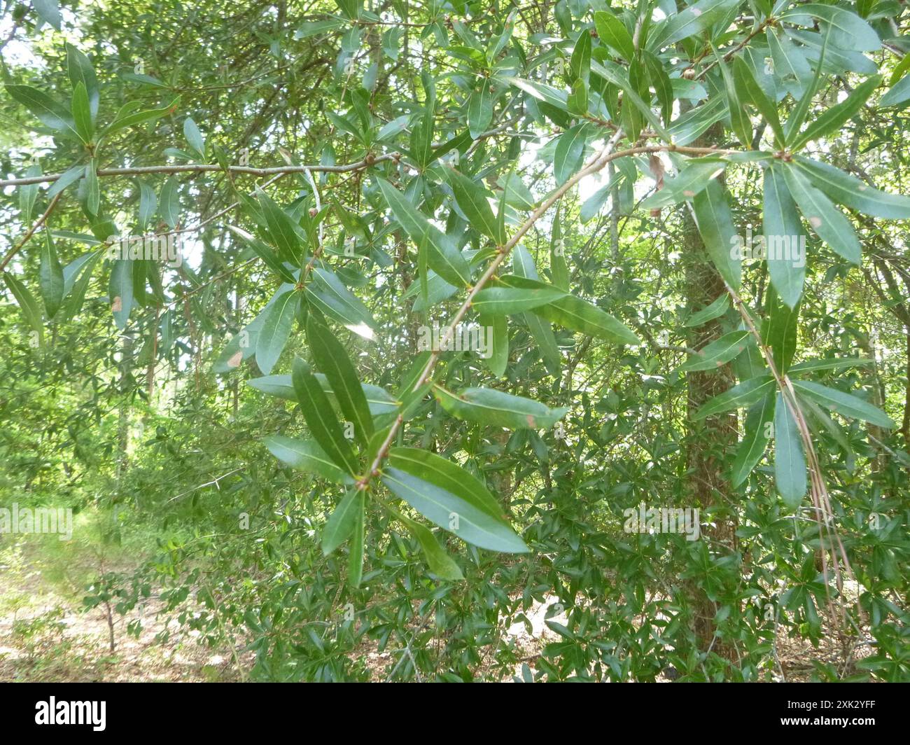 Darlington Oak (Quercus hemisphaerica) Plantae Stock Photo - Alamy