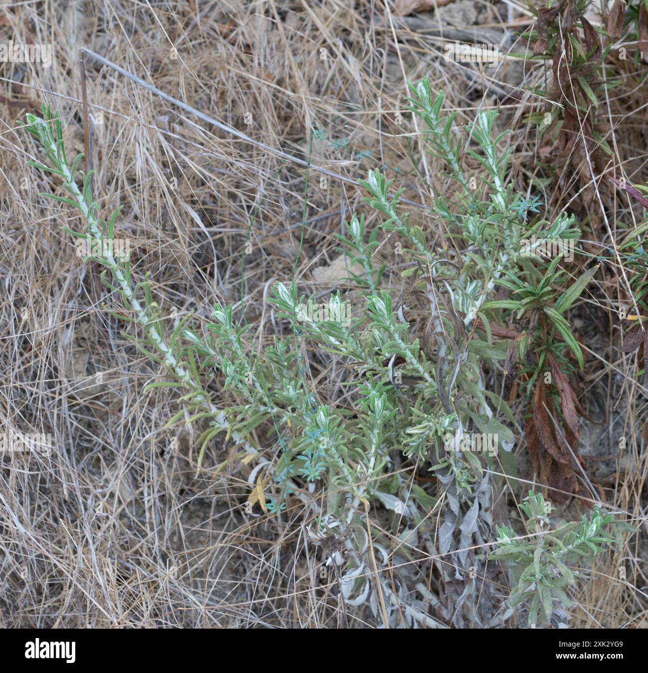 rabbit-tobaccos (Pseudognaphalium) Plantae Stock Photo - Alamy