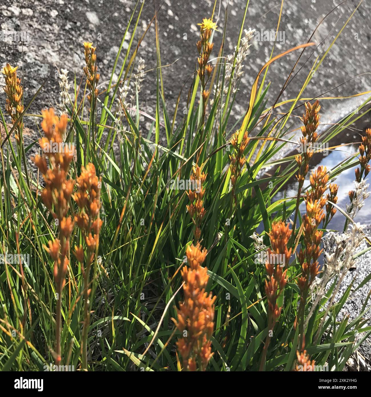 bog asphodel (Narthecium ossifragum) Plantae Stock Photo - Alamy