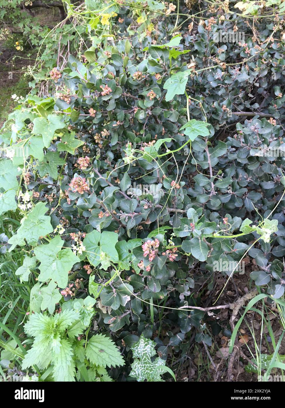 lemonade berry (Rhus integrifolia) Plantae Stock Photo - Alamy