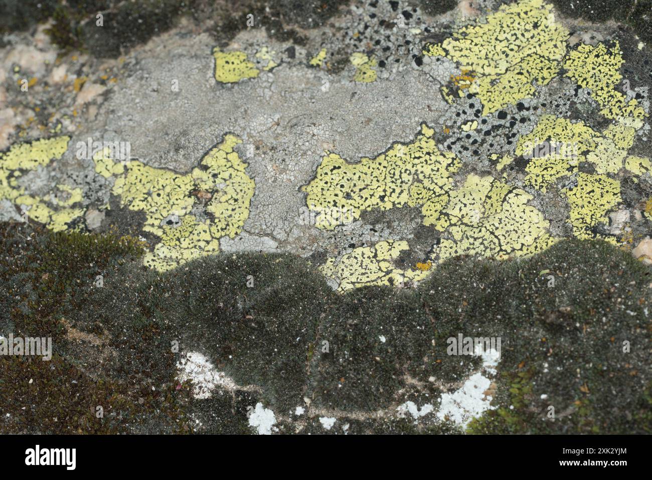 yellow map lichen (Rhizocarpon geographicum) Fungi Stock Photo - Alamy