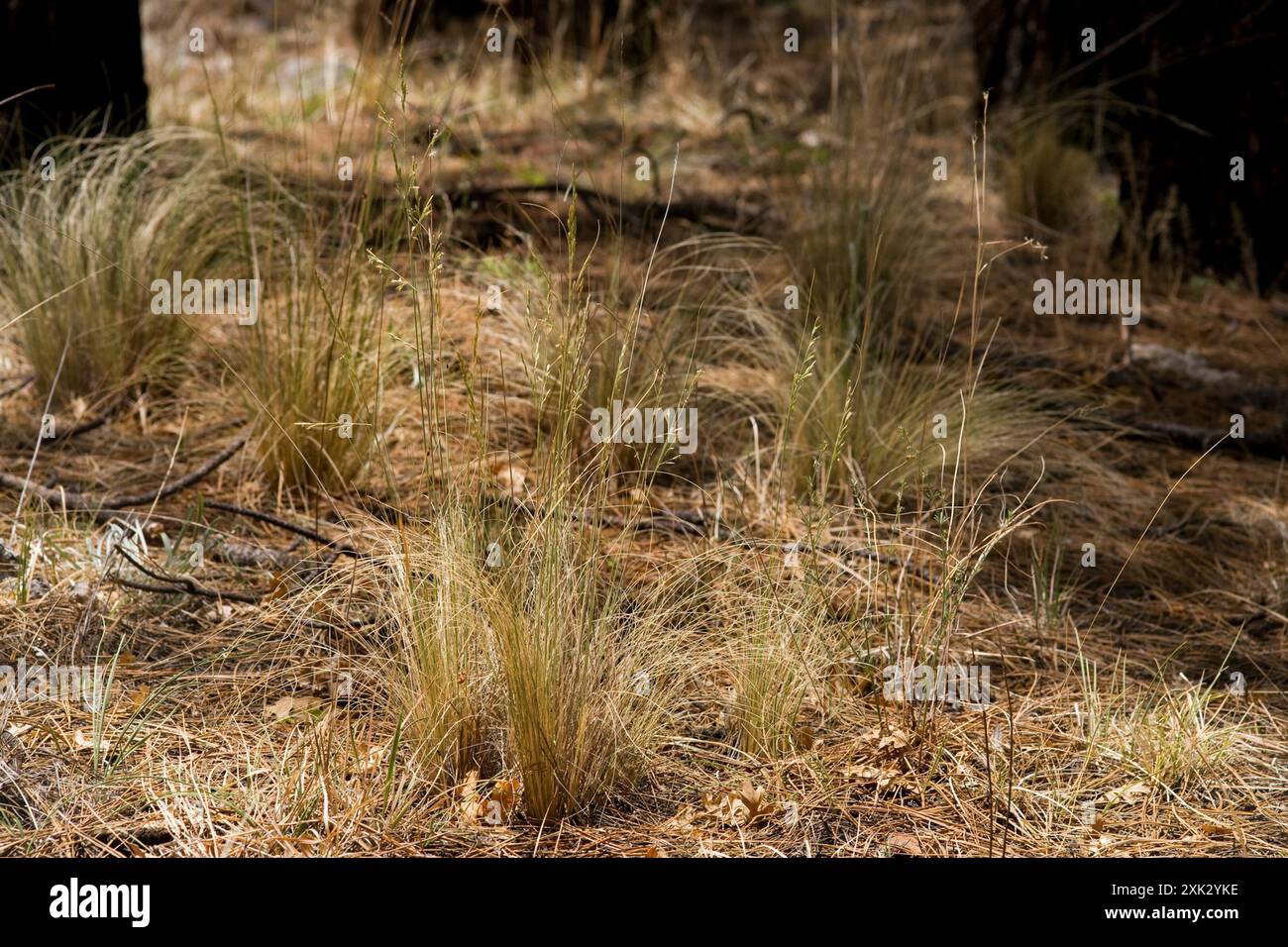 Arizona Fescue (Festuca arizonica) Plantae Stock Photo - Alamy