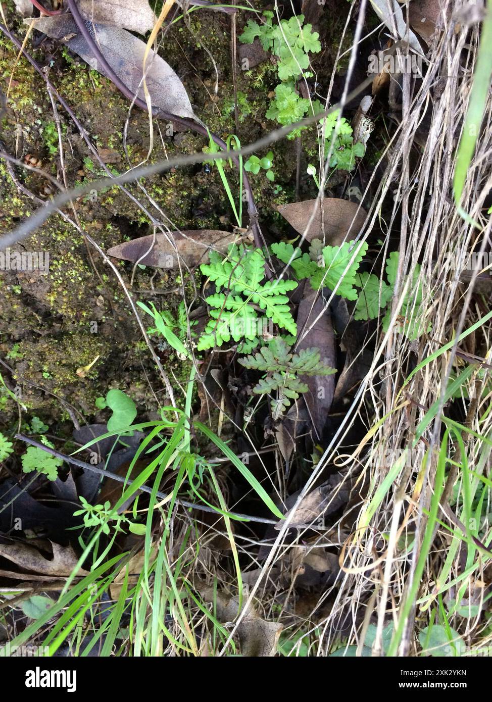 goldback fern (Pentagramma triangularis) Plantae Stock Photo - Alamy