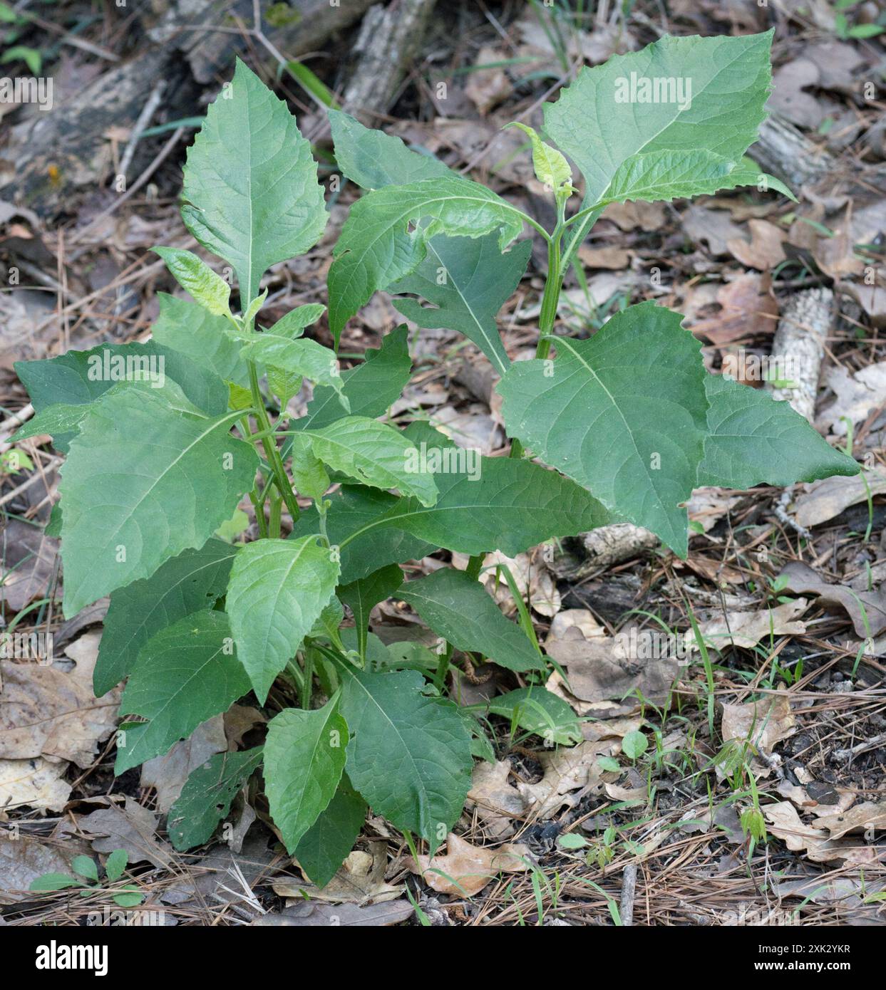frostweed (Verbesina virginica) Plantae Stock Photo - Alamy