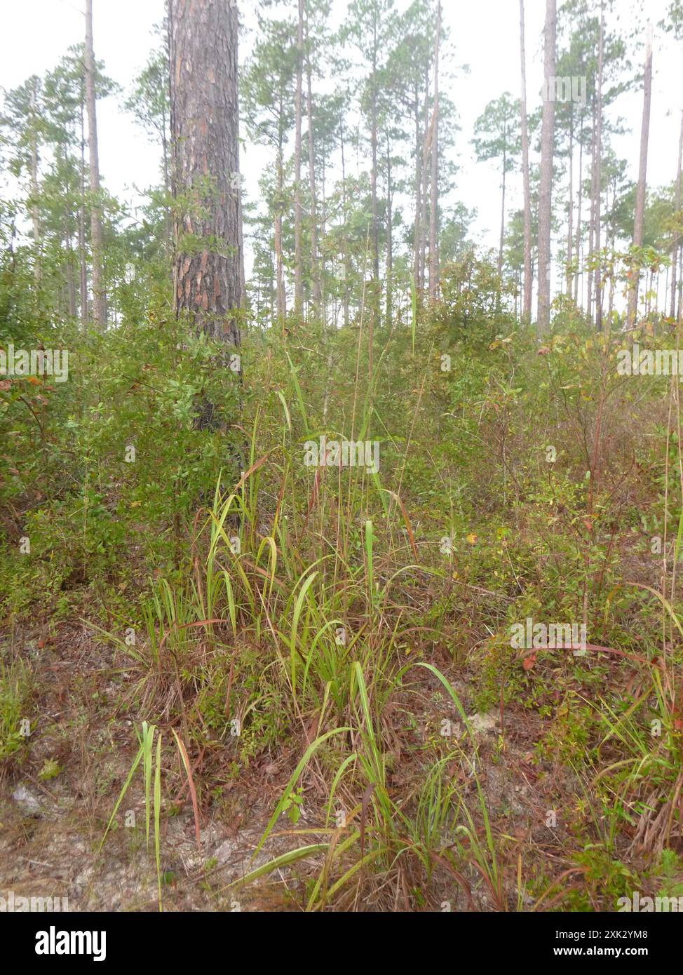 woolly beardgrass (Erianthus alopecuroides) Plantae Stock Photo - Alamy