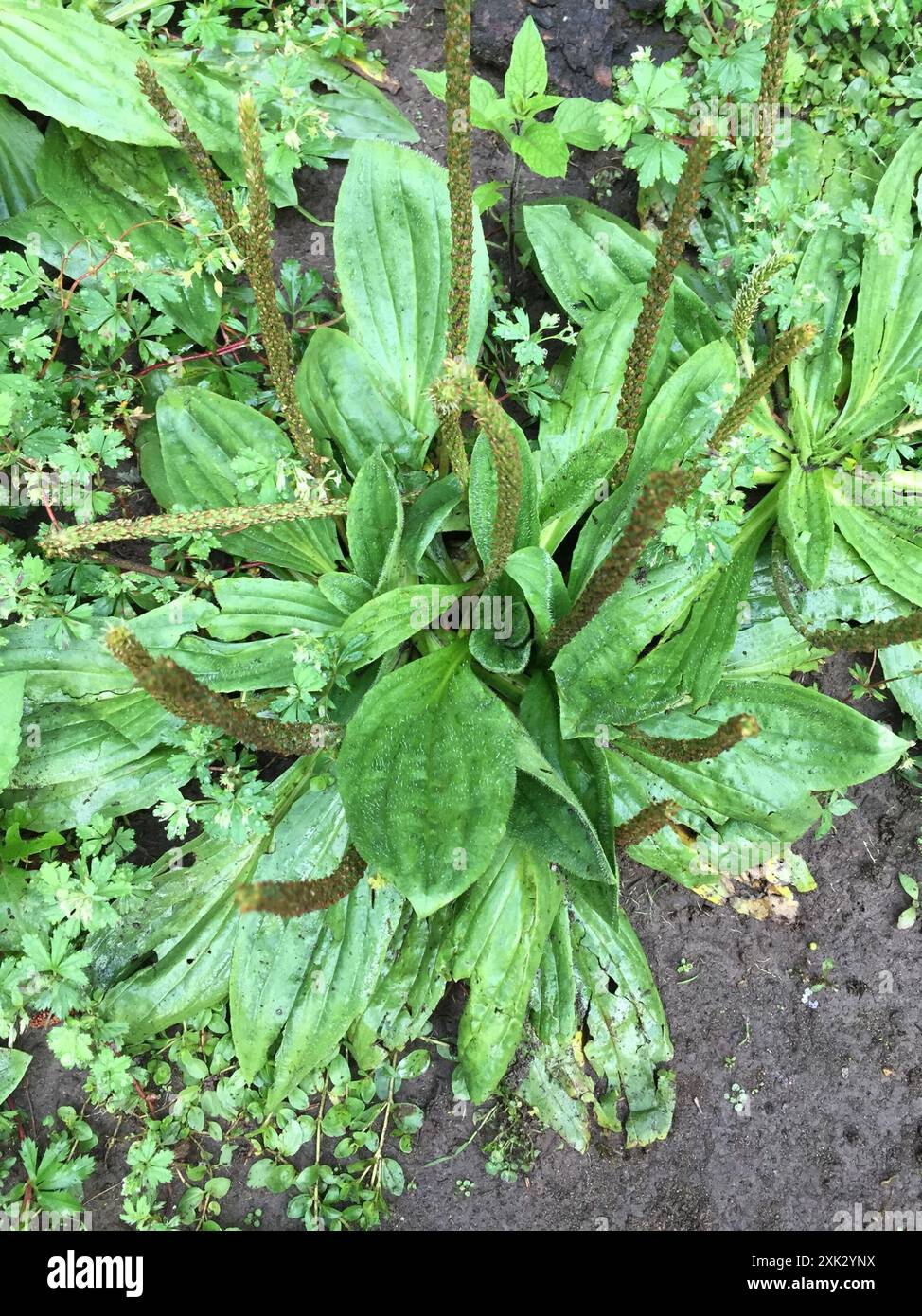 greater plantain (Plantago major) Plantae Stock Photo - Alamy