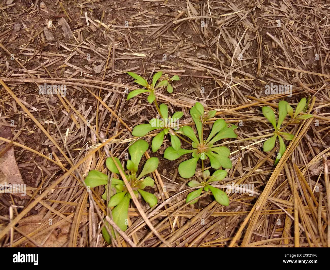 green carpetweed (Mollugo verticillata) Plantae Stock Photo - Alamy
