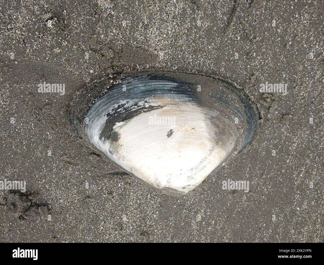 West Atlantic Surfclam (Spisula solidissima) Mollusca Stock Photo - Alamy