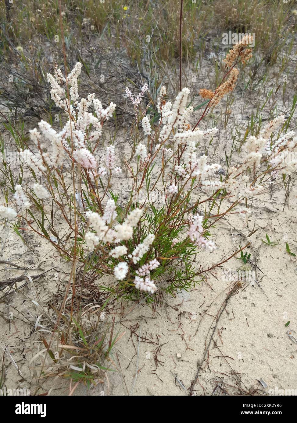 Sandhill wireweed (Polygonella robusta) Plantae Stock Photo - Alamy
