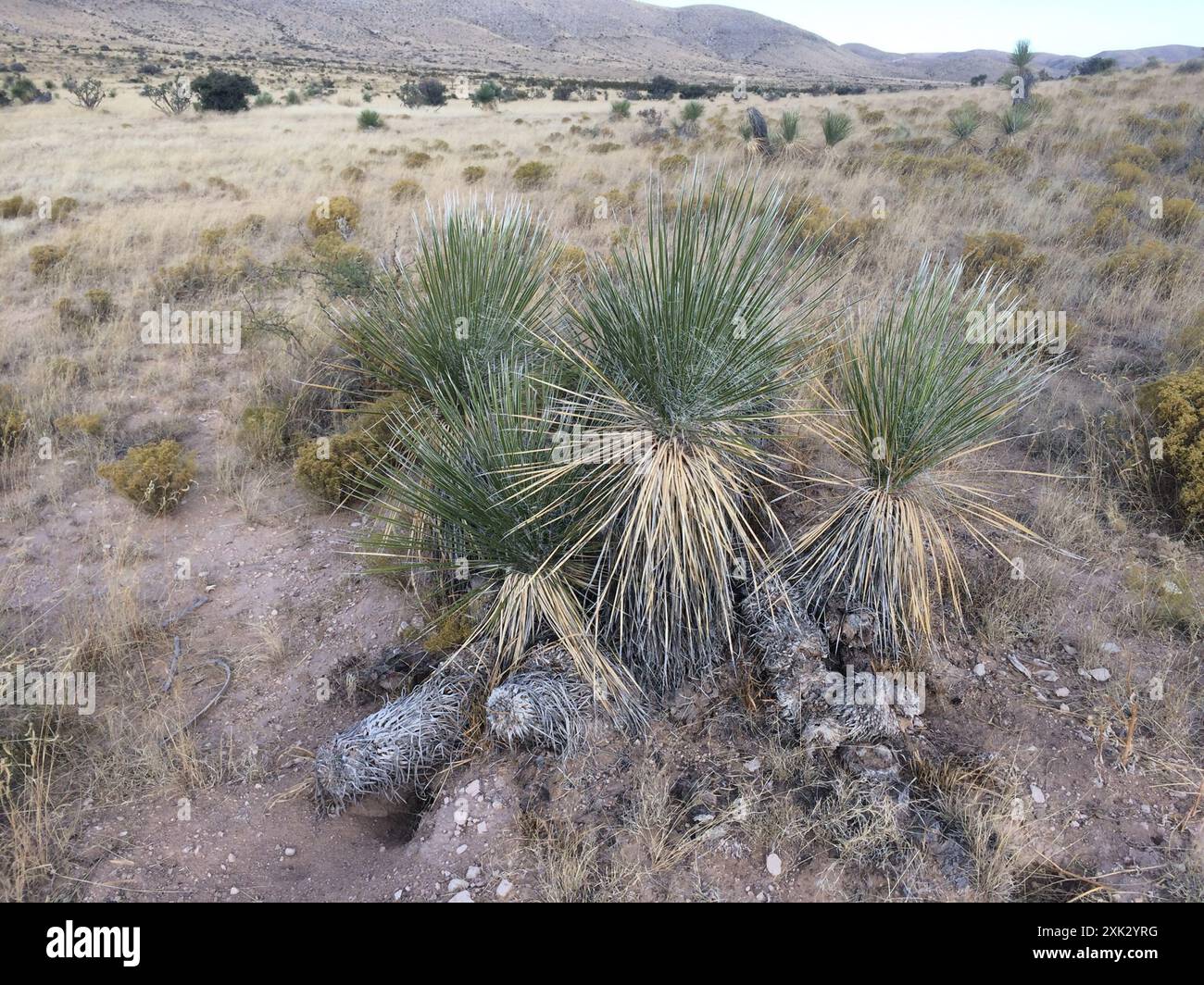 (Yucca elata elata) Plantae Stock Photo - Alamy