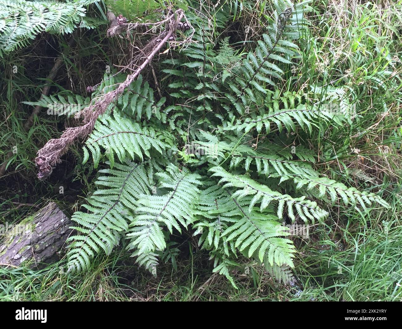 Lime Fern (Pakau pennigera) Plantae Stock Photo - Alamy