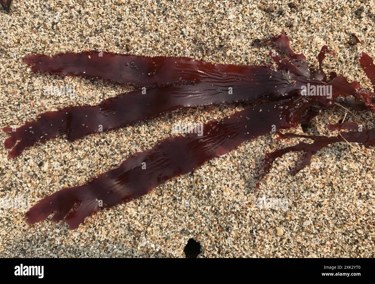 Grape Tongue (Cryptopleura ruprechtiana) Plantae Stock Photo - Alamy