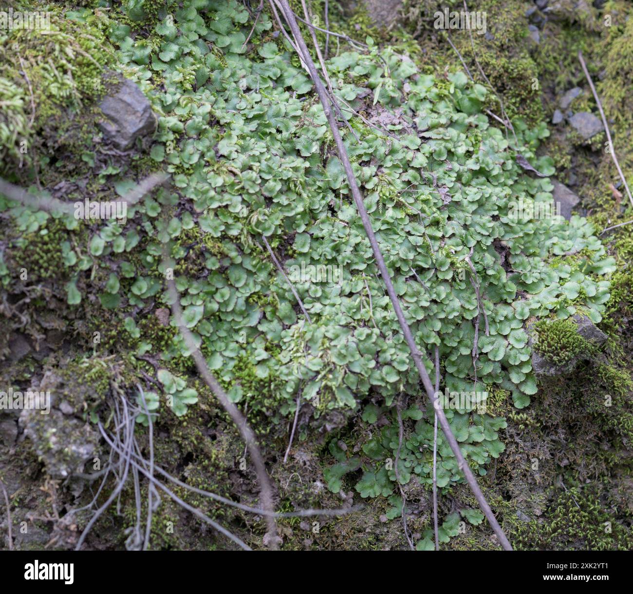 Marchantiopsida hi-res stock photography and images - Alamy