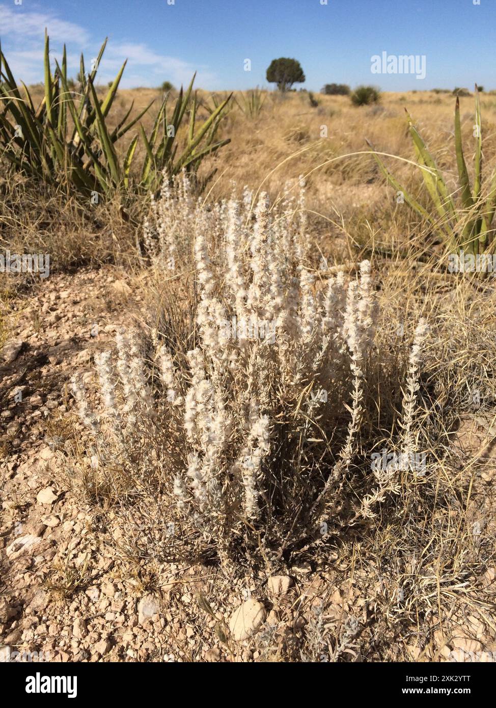 Winterfat (Krascheninnikovia lanata) Plantae Stock Photo - Alamy
